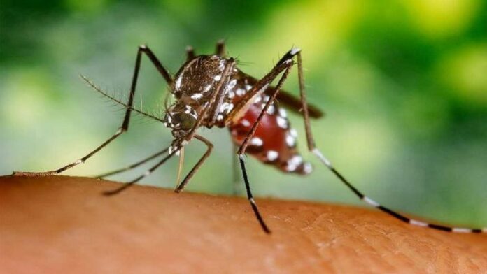 Contoh Simbiosis Parasitisme, Hubungan yang Merugikan Makhluk Lain